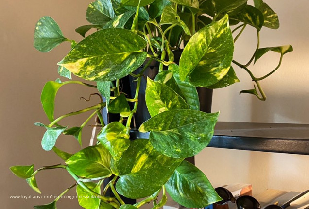 🌱 🪴 - FemDom Goddess Nikki Kit Official Photos | www.Loyalfans.com