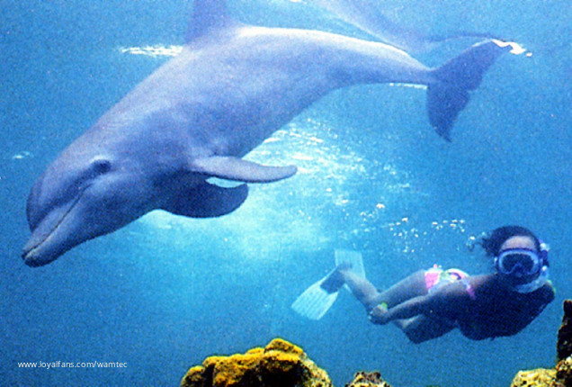 Scuba Model Cigy - Wetlook and Underwater Models Official Photos | www ...