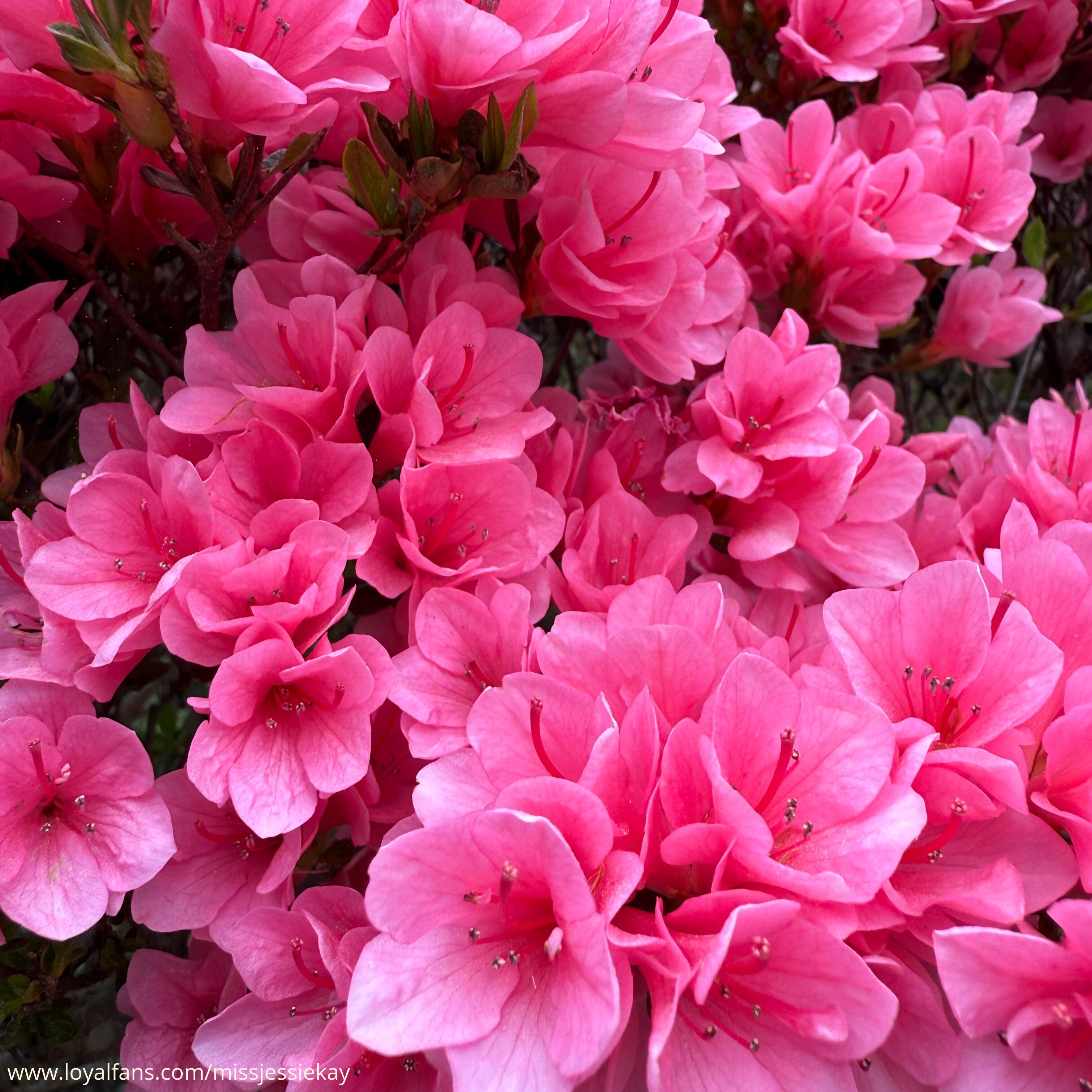 Mistress Jessie Kay’s Official Social Fan Page | LoyalFans