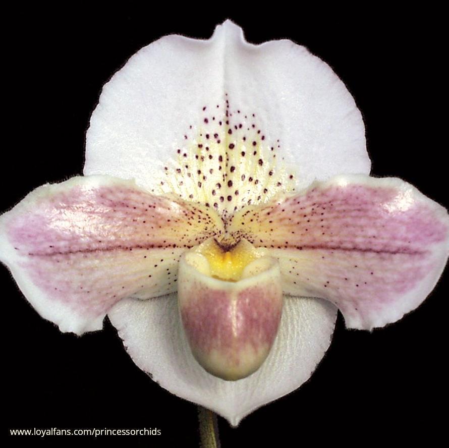 Princess Orchid’s Official Social Fan Page | LoyalFans