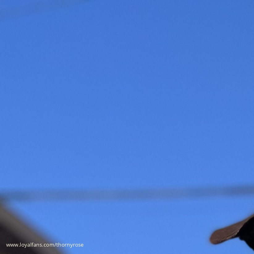 Watch and Buy Videos from the Official Video Store of Thorny rose ...