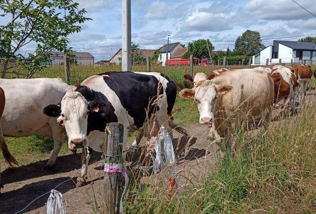 I love cute cows🥰 - Princess Amara Official Photos | www.Loyalfans.com