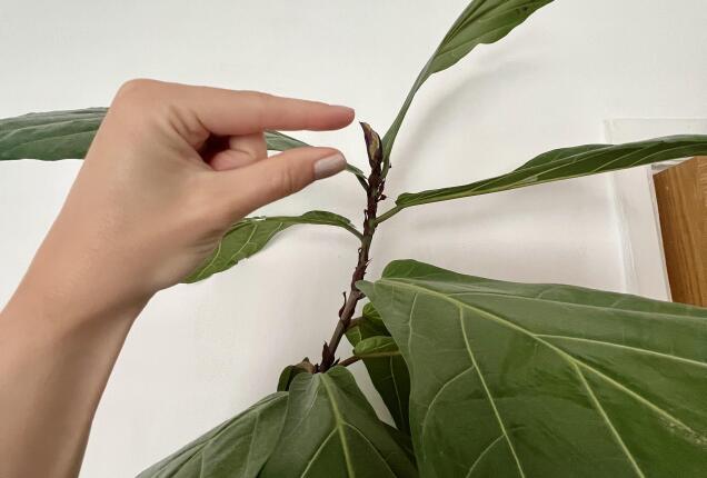 My fiddle leaf fig has a new leaf or two budding 🌱 - Maya Kimberley ...