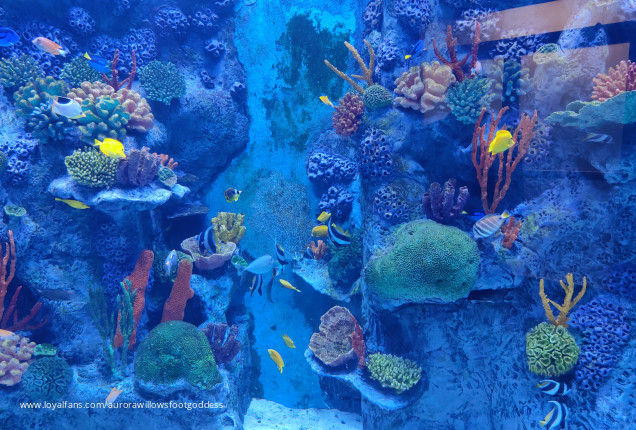 I Love The Ocean Aquariums Step Mommy Aurora Willows Official Photos