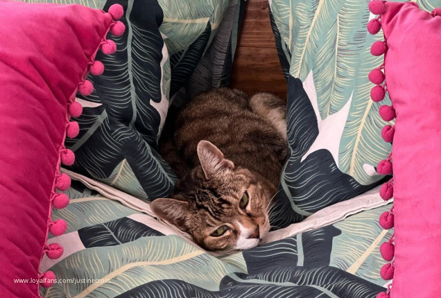 Jade crossed the rainbow bridge today 😢🌈 - Justine Cross Official ...