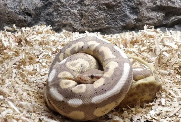 Please do not the cat - Miss Kazia Official Photos | www.Loyalfans.com