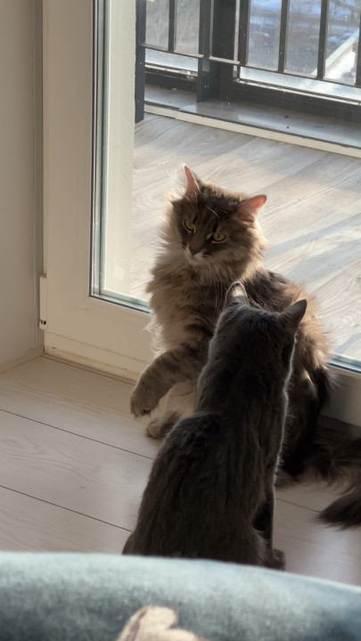 🐈‍⬛ - Murmuriel Official Profile | www.Loyalfans.com